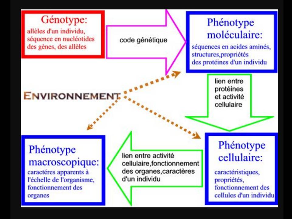 Exemple De Phénotype Elios Academy | Comment Déterminer La Relation