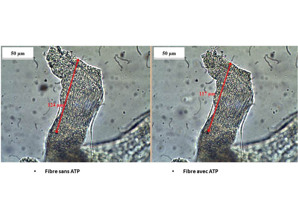 Chap 3 : Rôle de l’ATP dans le fonctionnement de la cellule – MON SVT COURS