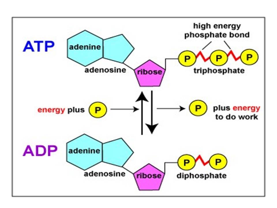 Chap 3 : Rôle de l’ATP dans le fonctionnement de la cellule – MON SVT COURS