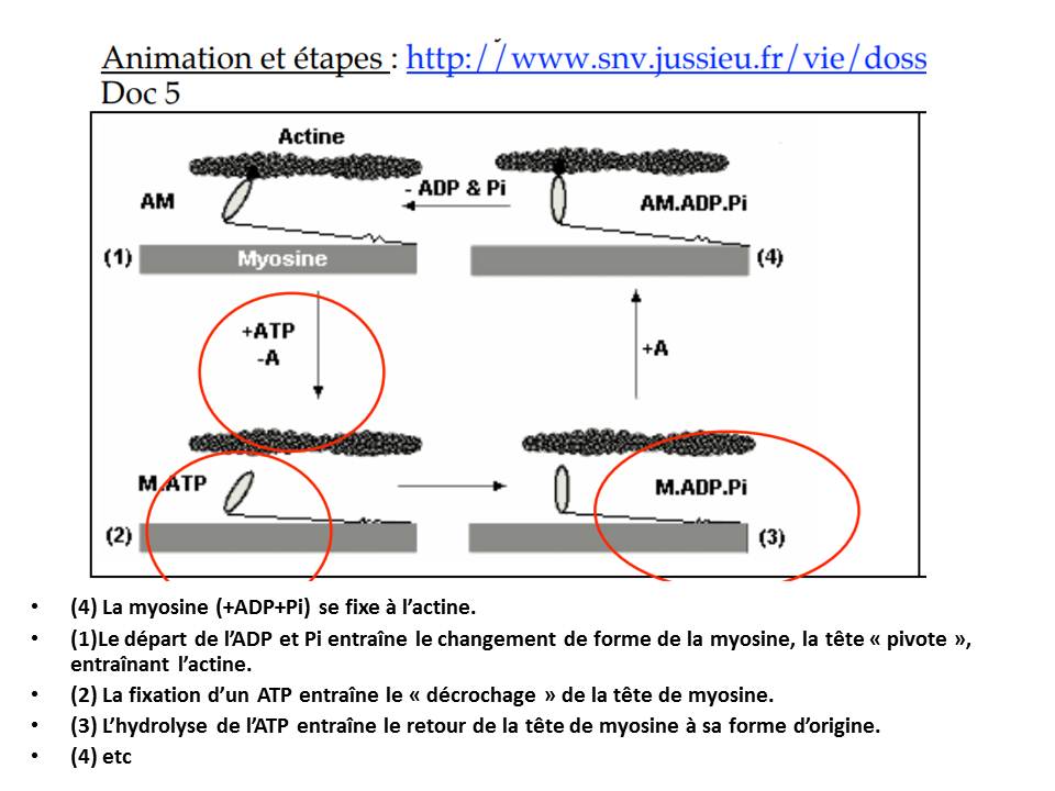 Chap 3 : Rôle de l’ATP dans le fonctionnement de la cellule – MON SVT COURS