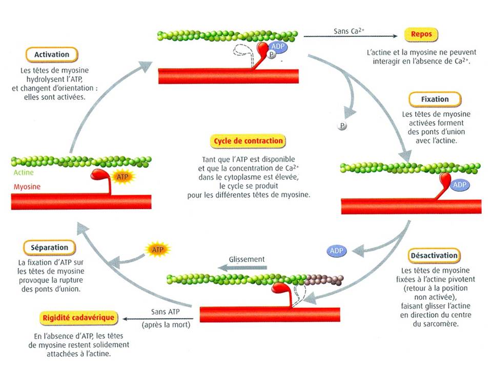 Chap 3 : Rôle de l’ATP dans le fonctionnement de la cellule – MON SVT COURS