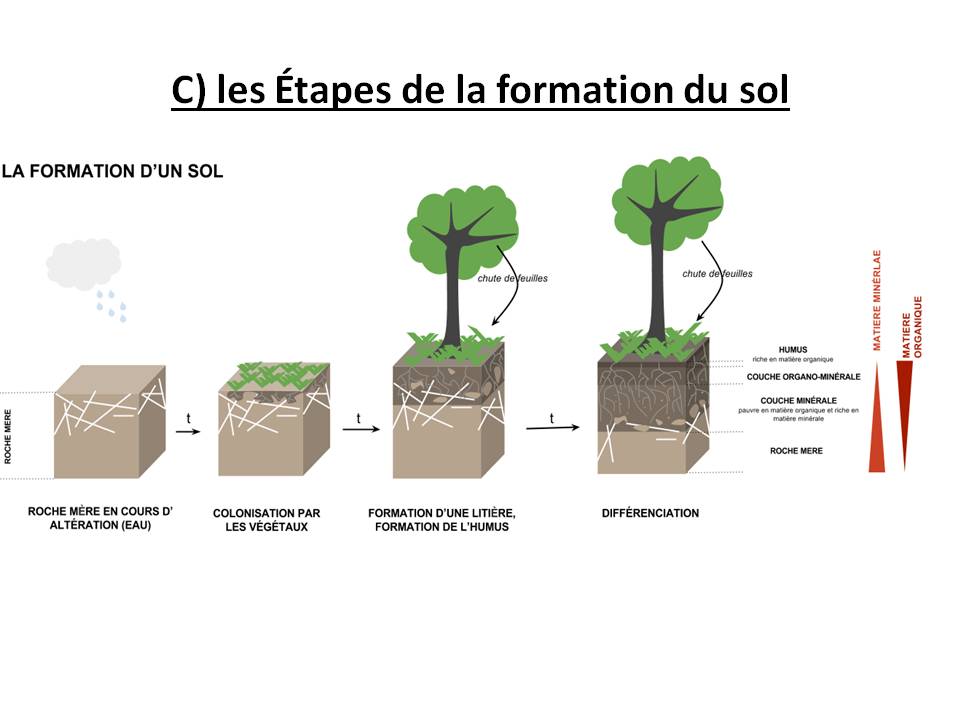 Chapitre 11 : Le sol: patrimoine vivant et fragile ? – MON SVT COURS